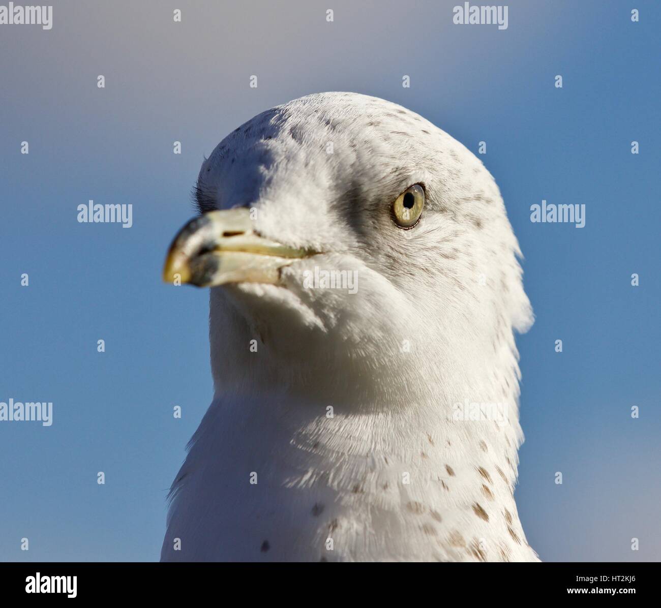 Amazing isolated photo of a cute gull Stock Photo - Alamy