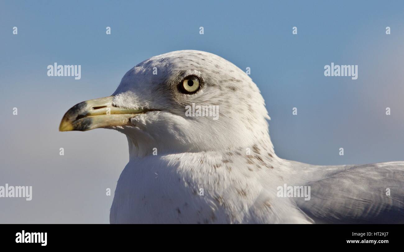 Amazing isolated photo of a cute gull Stock Photo - Alamy