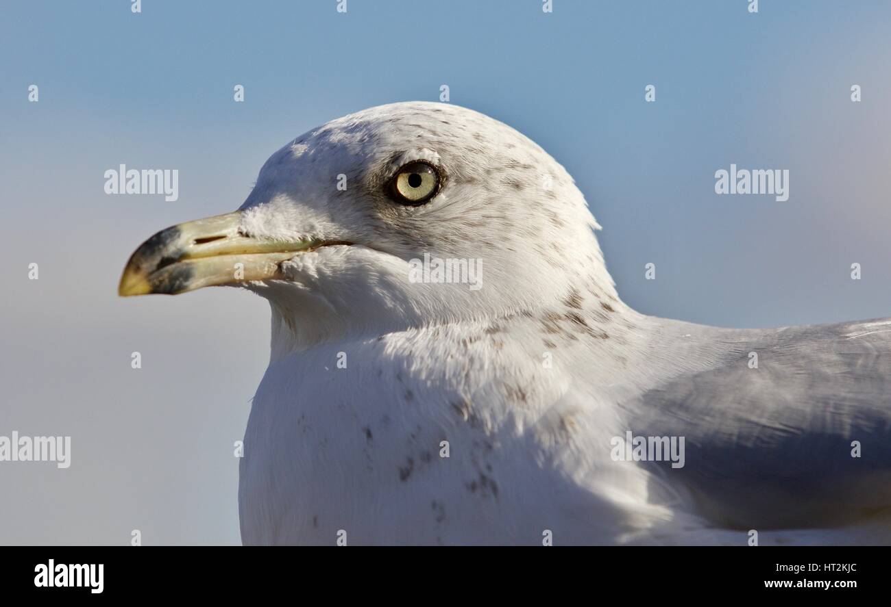 Amazing isolated photo of a cute gull Stock Photo - Alamy