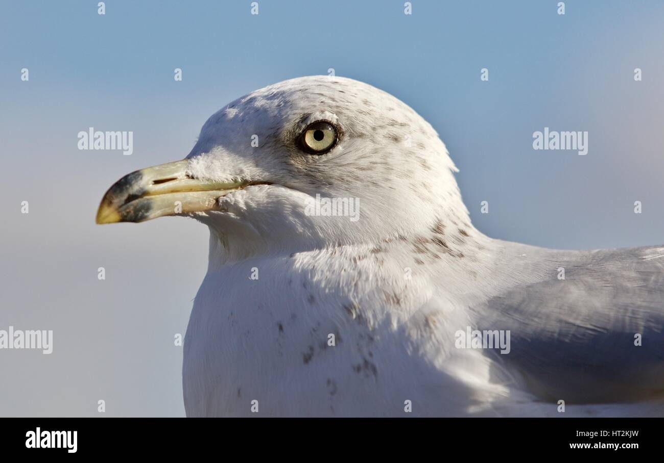 Amazing isolated photo of a cute gull Stock Photo - Alamy