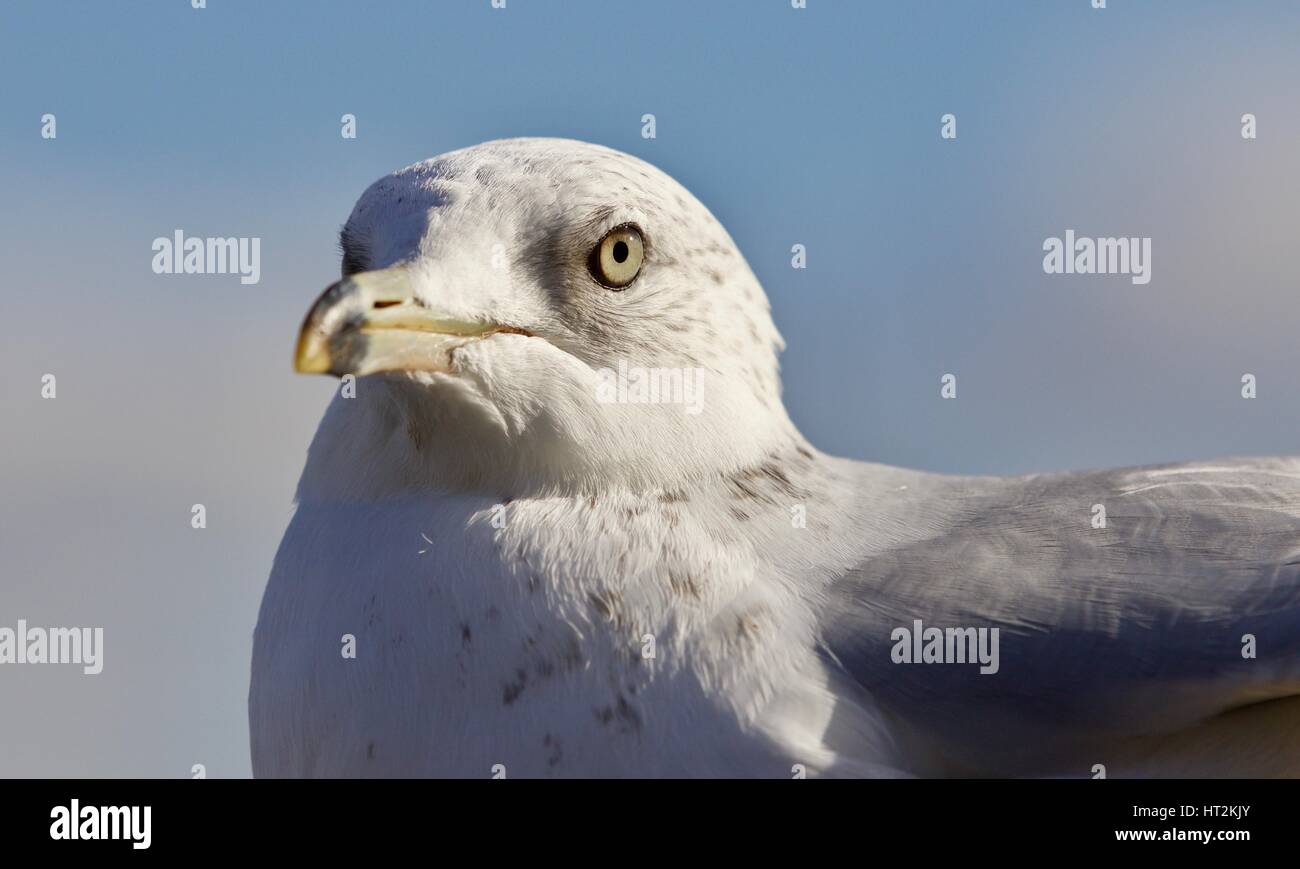 Amazing isolated photo of a cute gull Stock Photo - Alamy