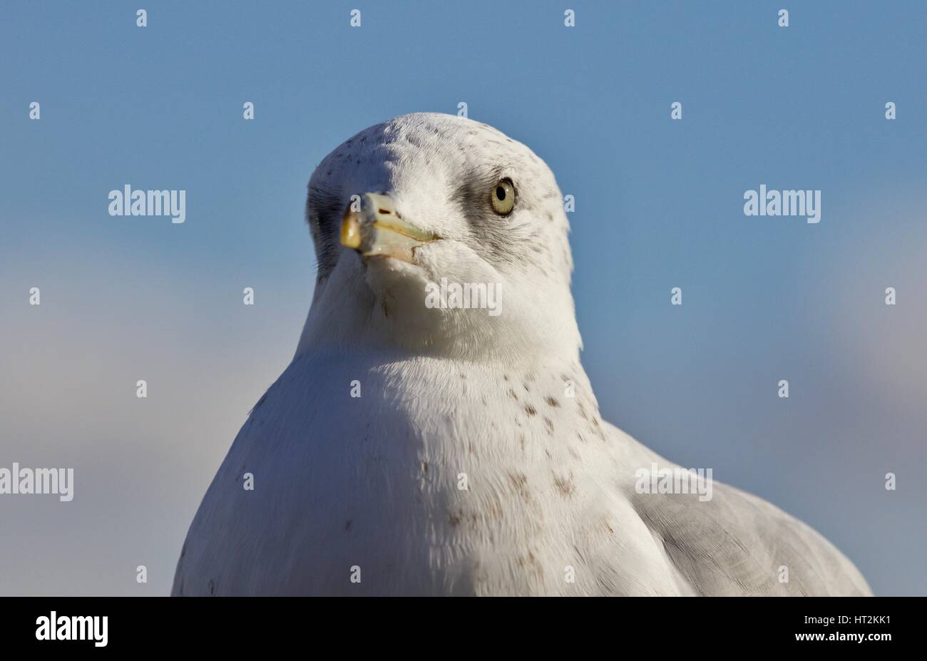 Amazing isolated photo of a cute gull Stock Photo - Alamy