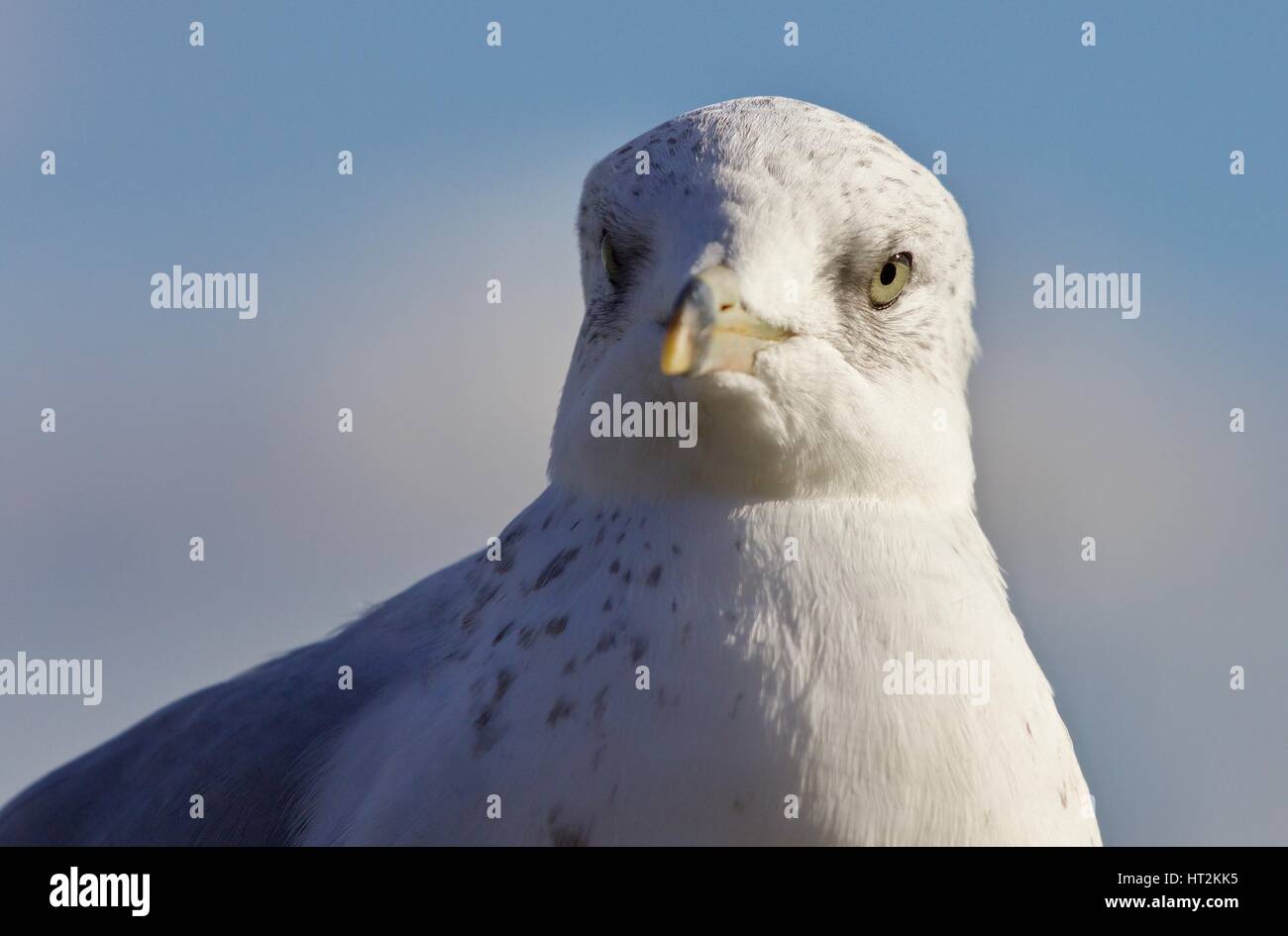 Amazing isolated photo of a cute gull Stock Photo - Alamy