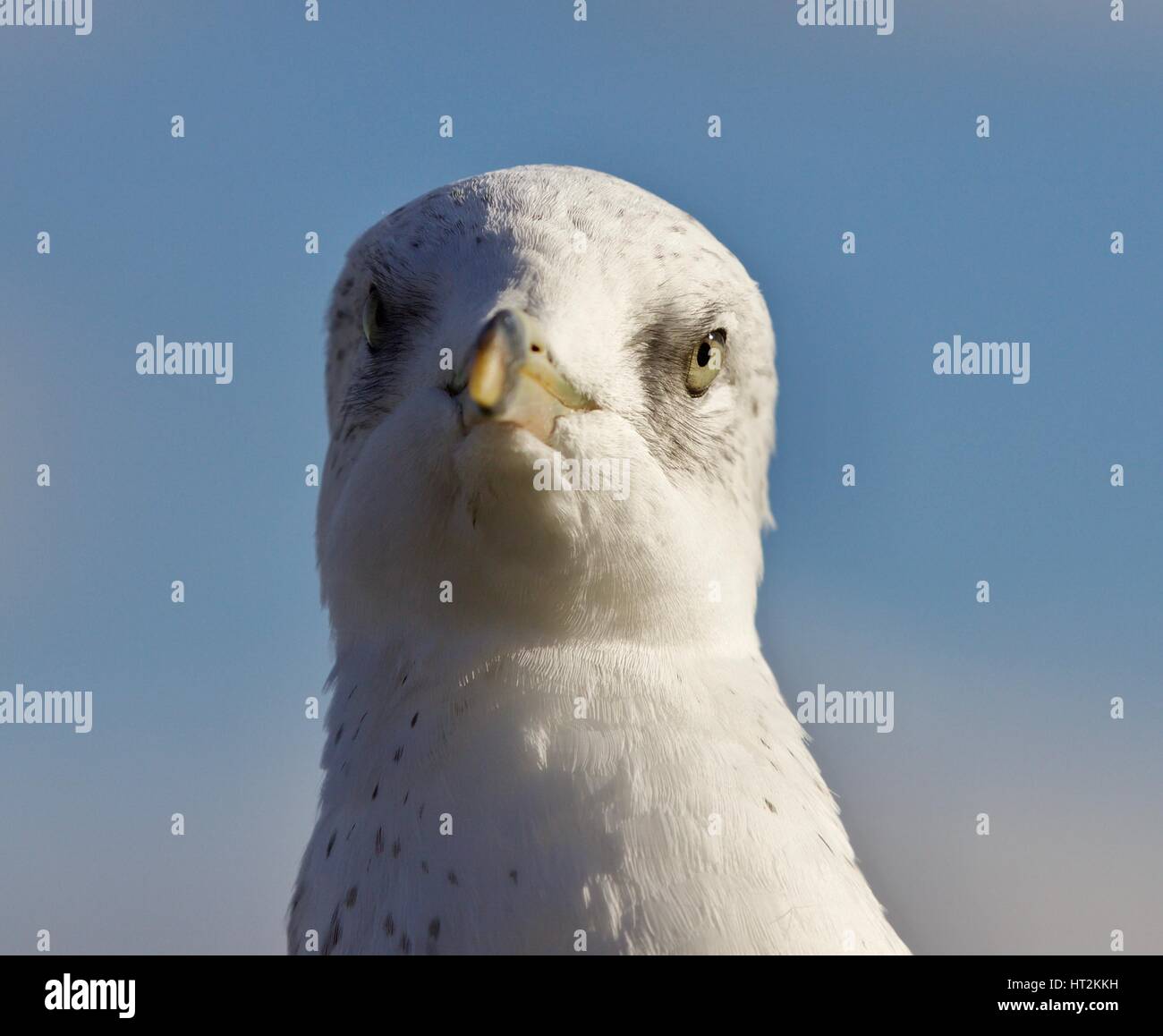 Amazing isolated photo of a cute gull Stock Photo - Alamy