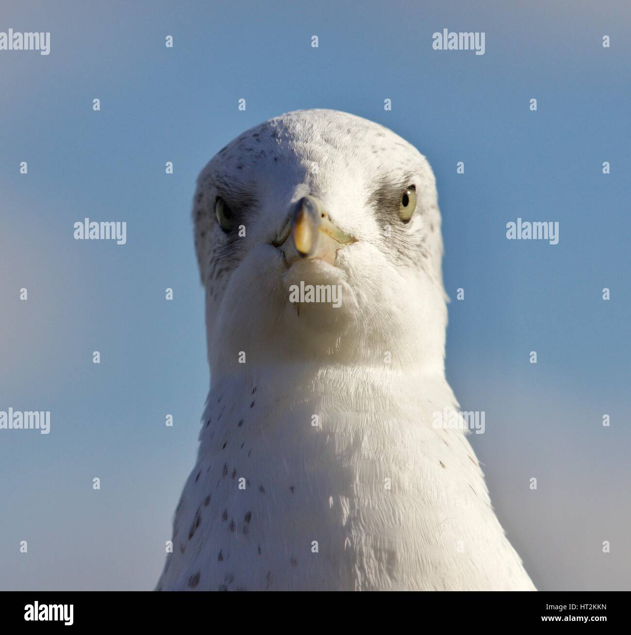 Amazing isolated photo of a cute gull Stock Photo - Alamy