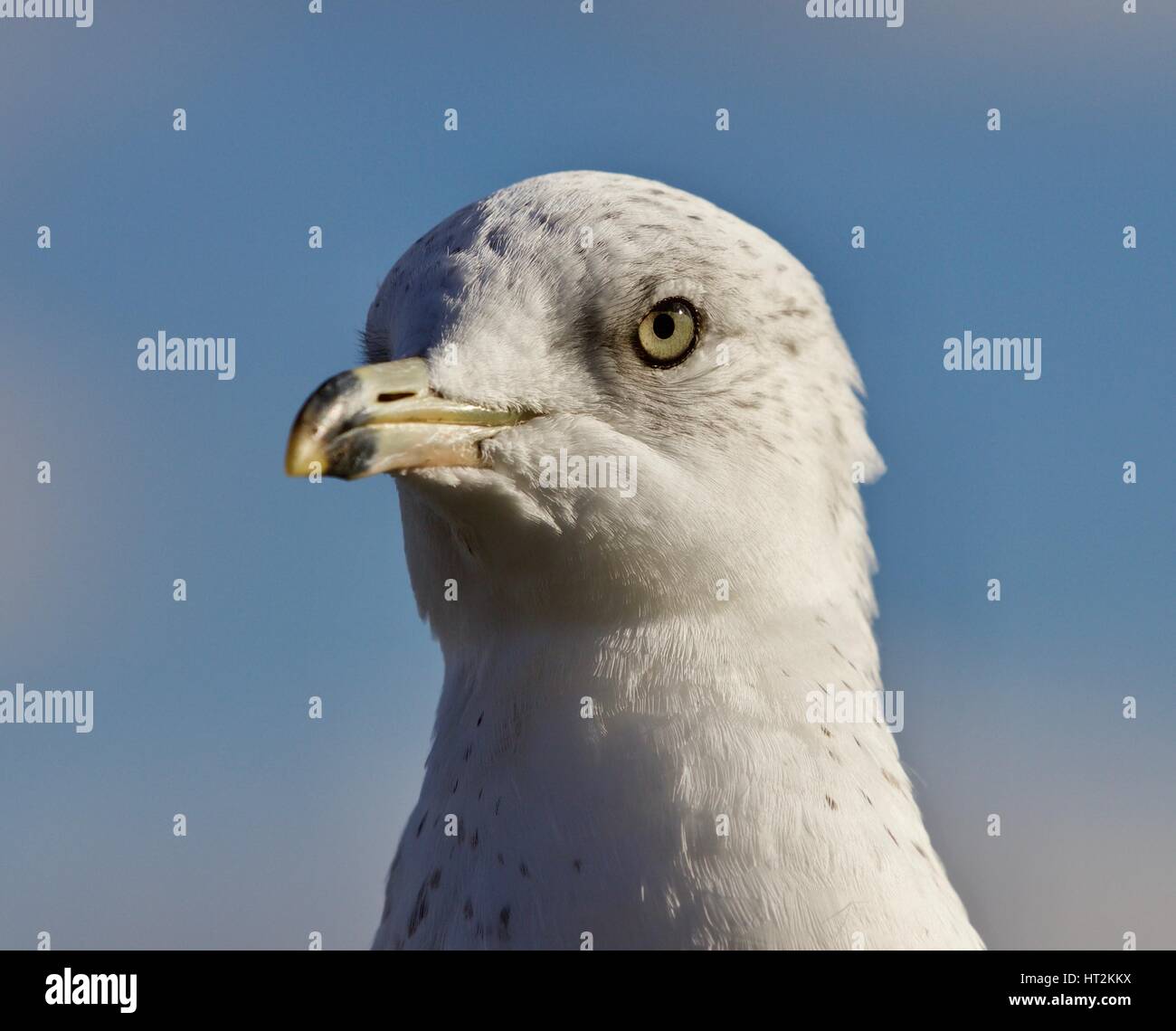 Amazing isolated photo of a cute gull Stock Photo - Alamy