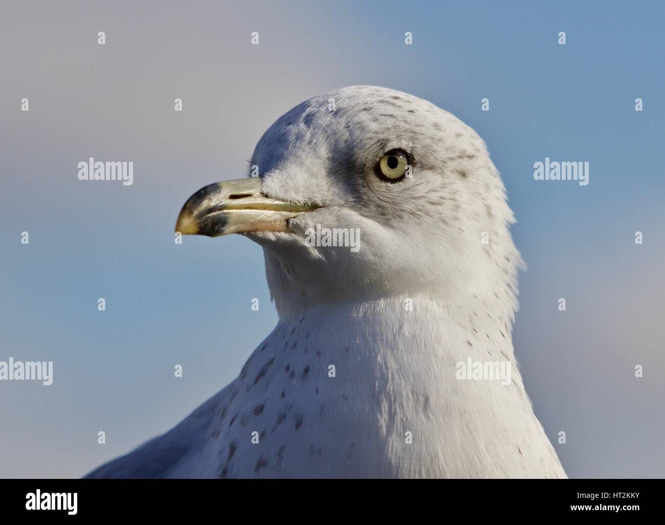 Amazing isolated photo of a cute gull Stock Photo - Alamy
