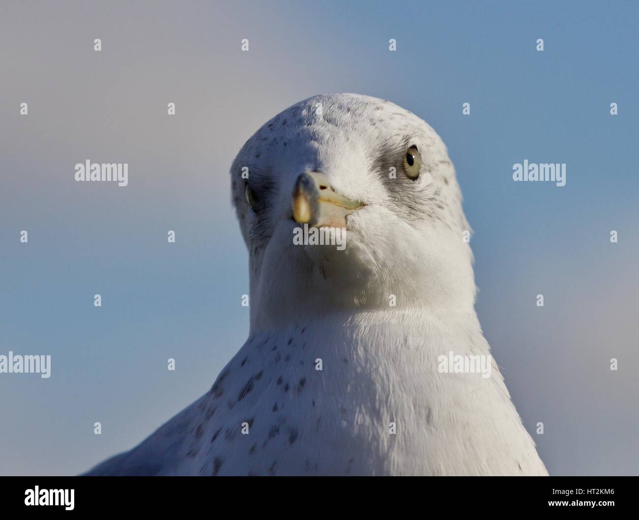 Amazing isolated photo of a cute gull Stock Photo - Alamy