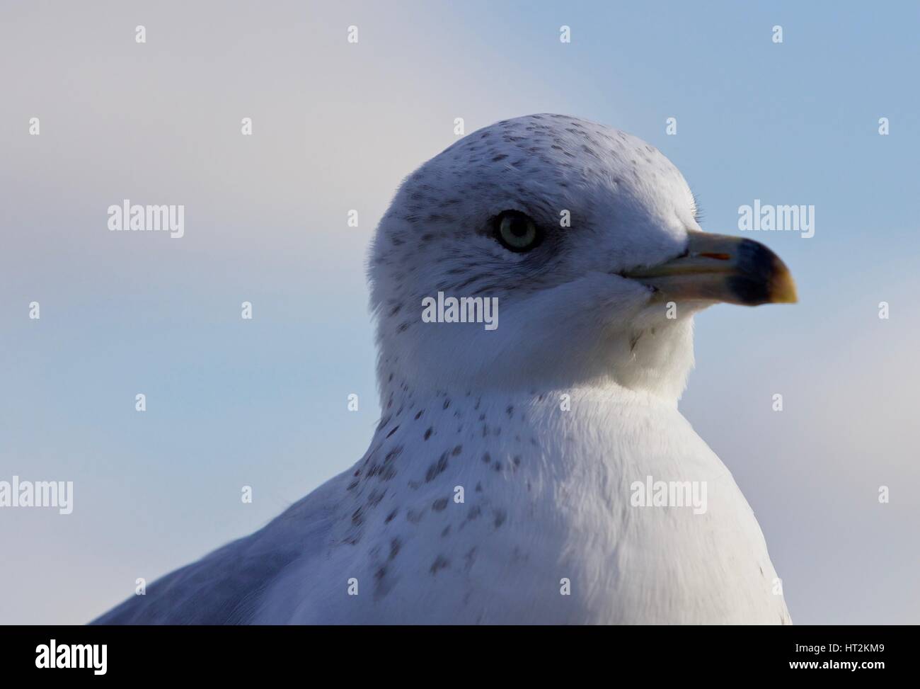 Amazing isolated photo of a cute gull Stock Photo - Alamy