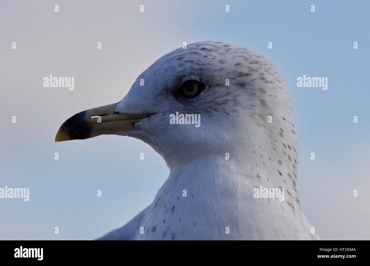 Amazing isolated photo of a cute gull Stock Photo - Alamy