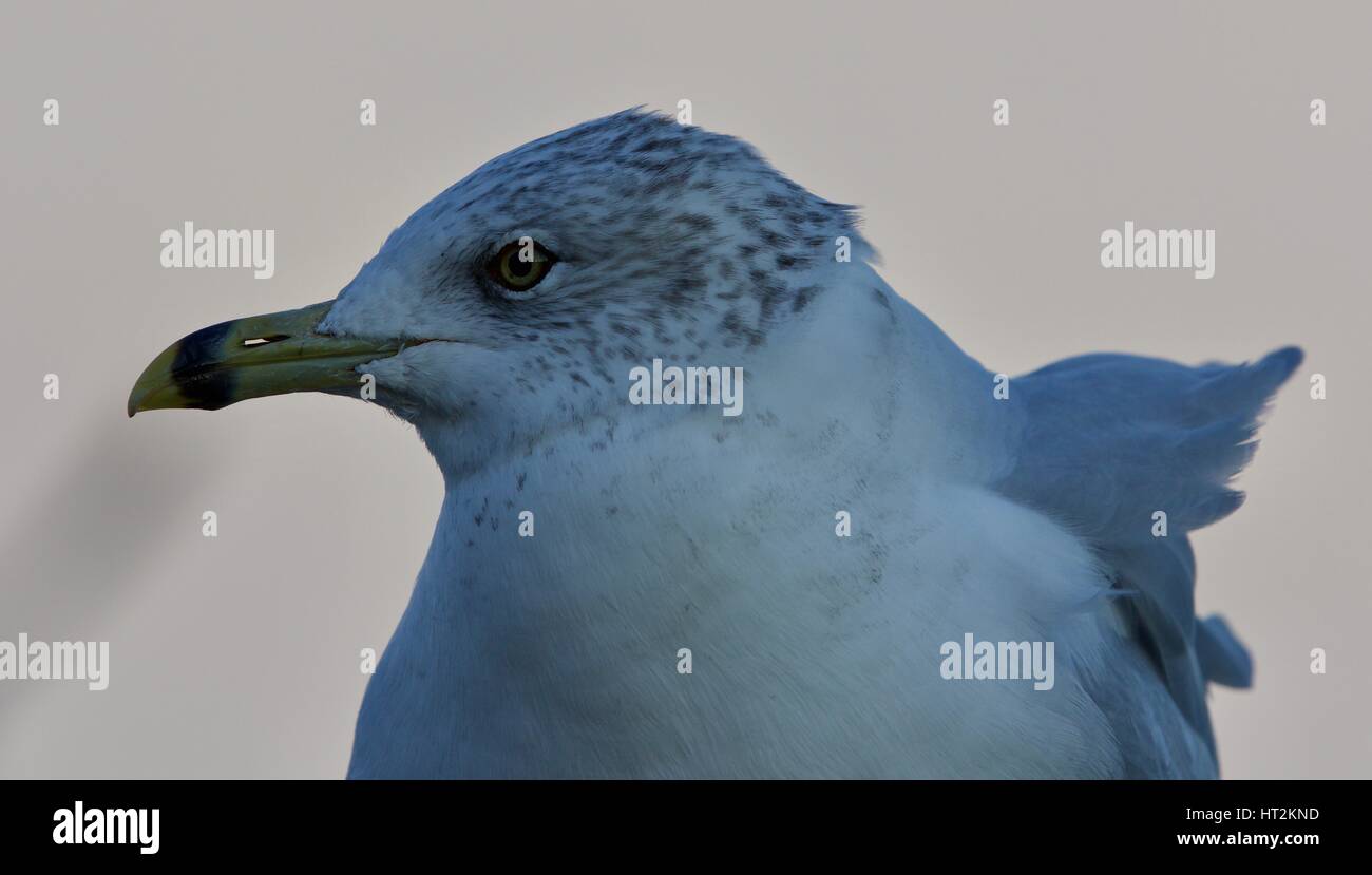 Amazing isolated photo of a cute gull Stock Photo - Alamy