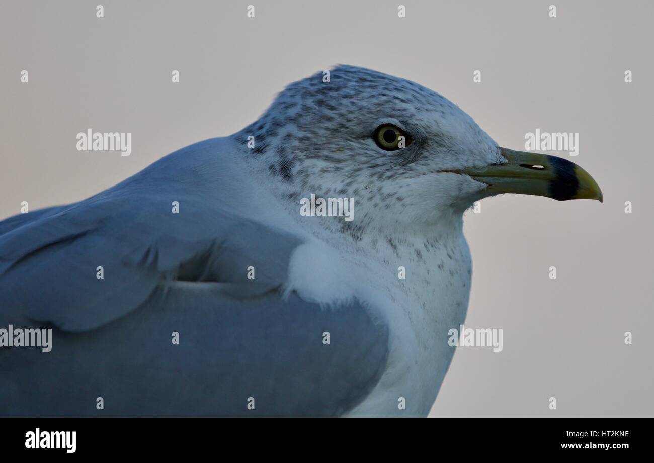 Amazing isolated photo of a cute gull Stock Photo - Alamy