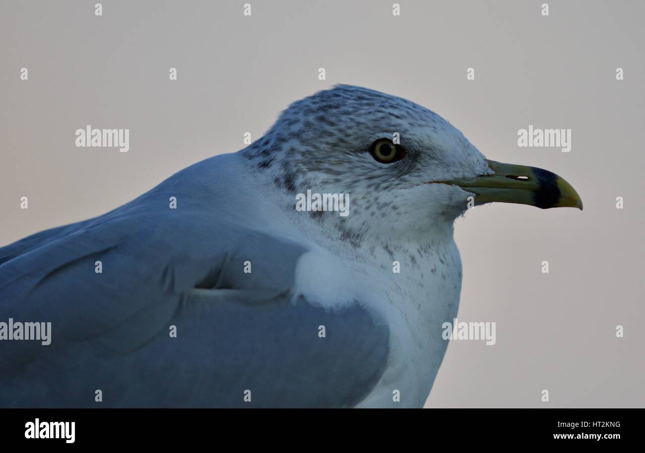 Amazing isolated photo of a cute gull Stock Photo - Alamy