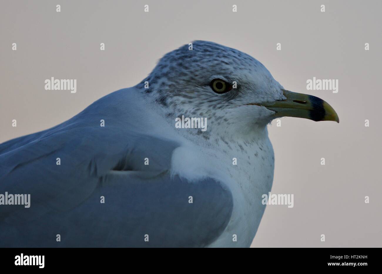 Amazing isolated photo of a cute gull Stock Photo - Alamy