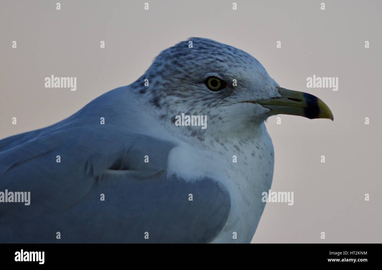 Amazing isolated photo of a cute gull Stock Photo - Alamy