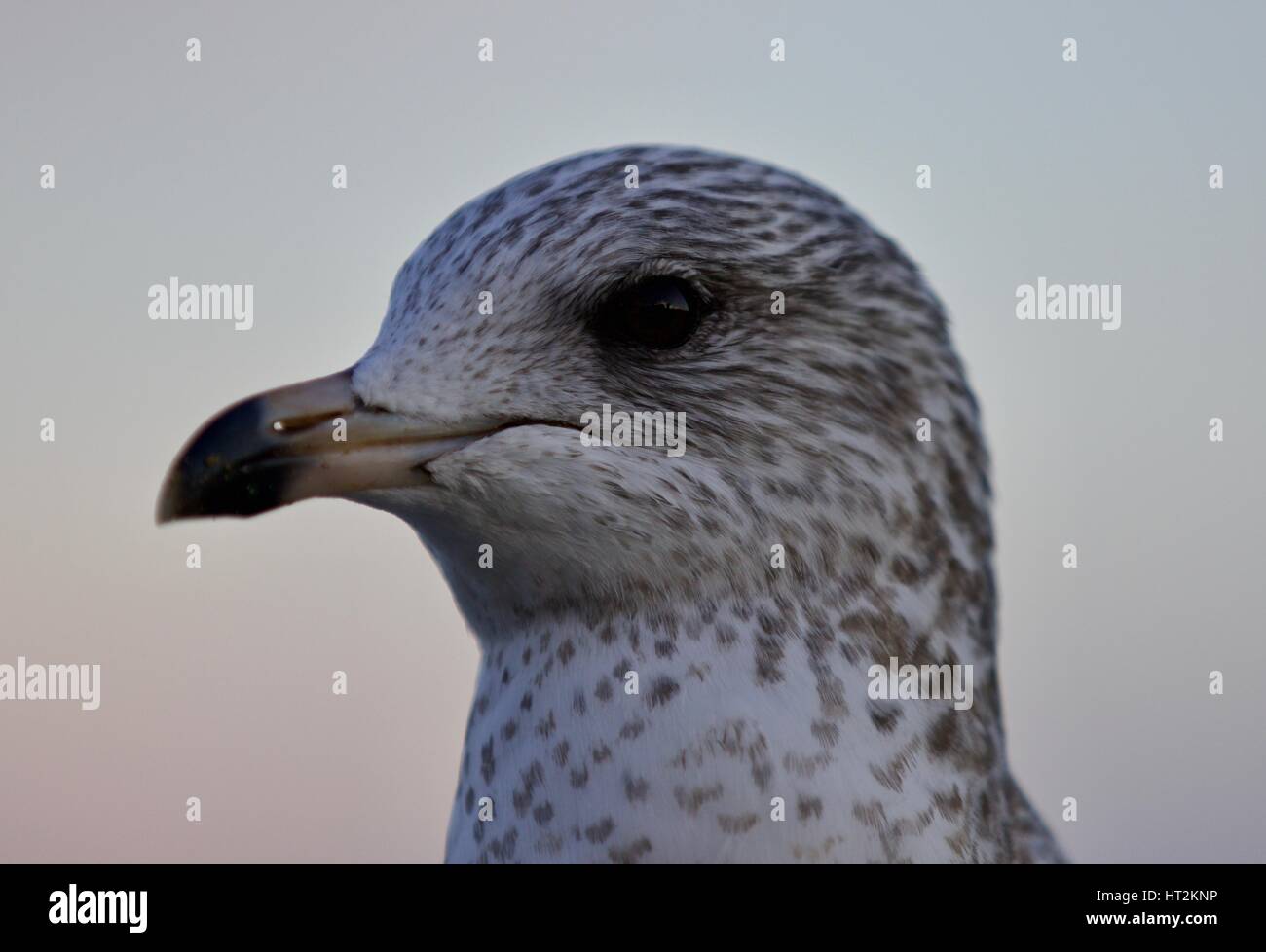 Amazing isolated photo of a cute gull Stock Photo - Alamy