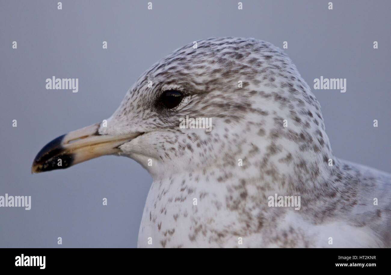 Amazing isolated photo of a cute gull Stock Photo - Alamy