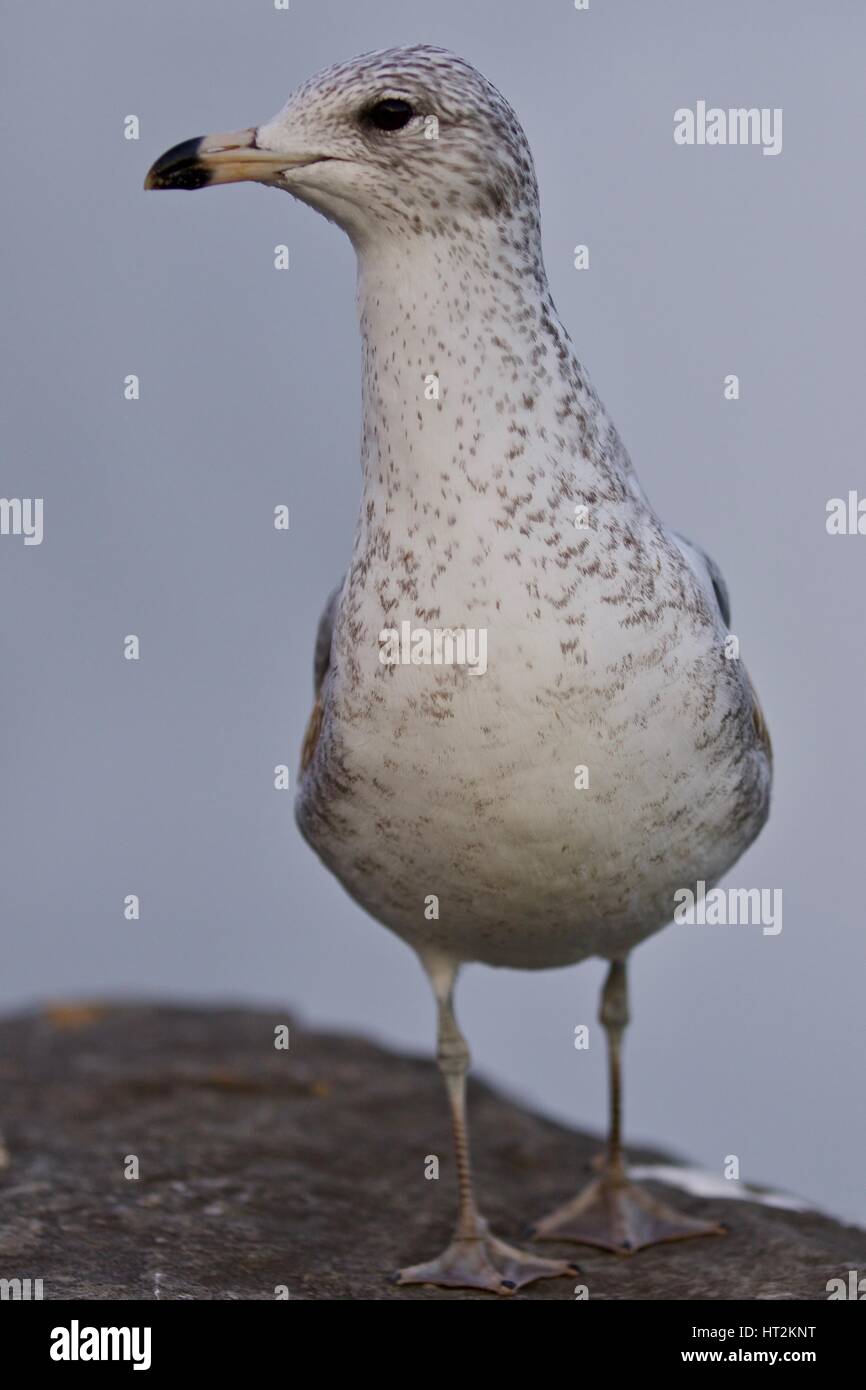 Amazing isolated photo of a cute gull Stock Photo - Alamy