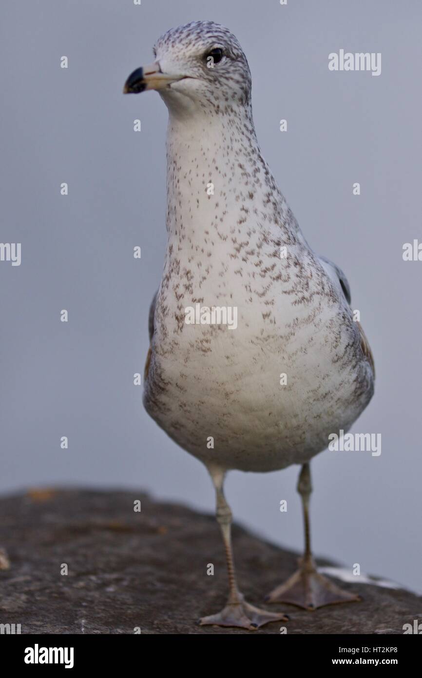 Amazing isolated photo of a cute gull Stock Photo - Alamy