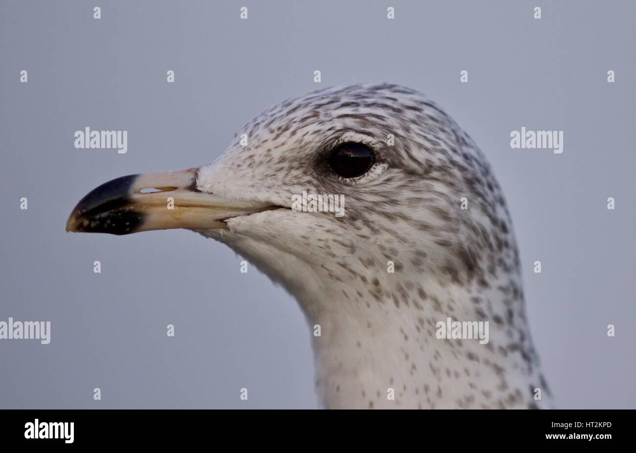Amazing isolated photo of a cute gull Stock Photo - Alamy