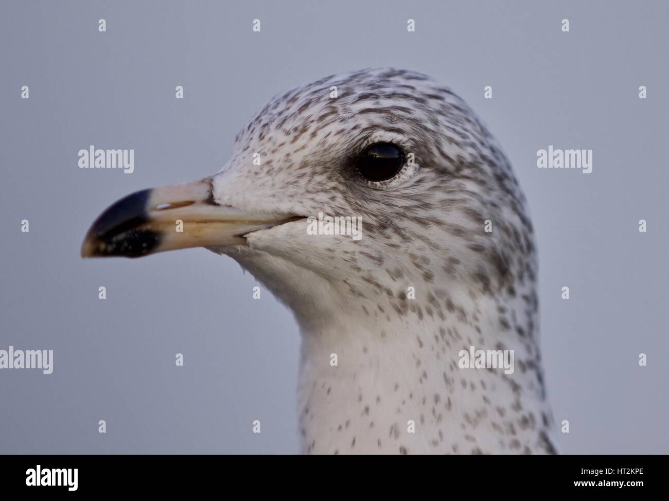 Amazing isolated photo of a cute gull Stock Photo - Alamy