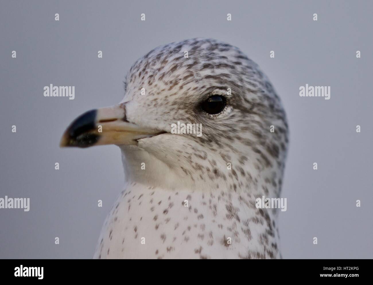Amazing isolated photo of a cute gull Stock Photo - Alamy