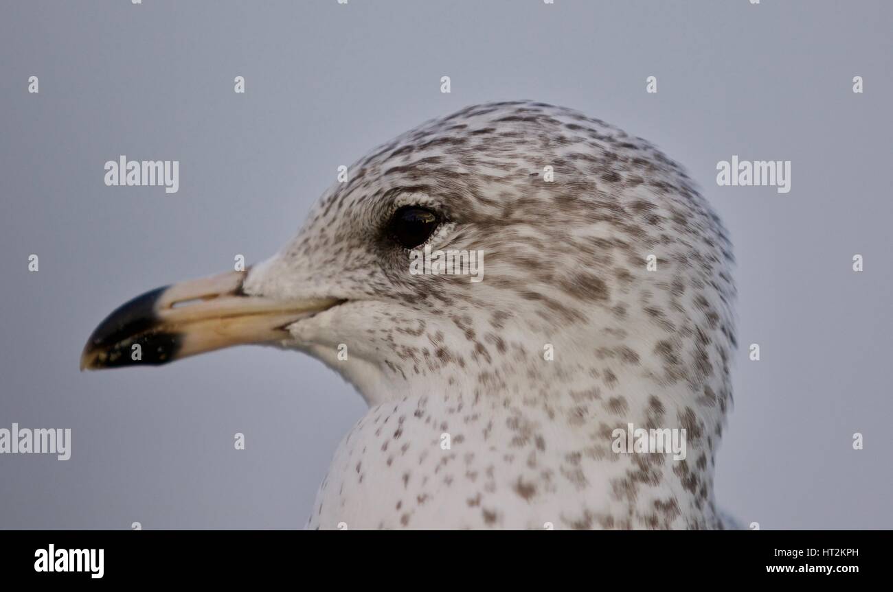 Amazing isolated photo of a cute gull Stock Photo - Alamy