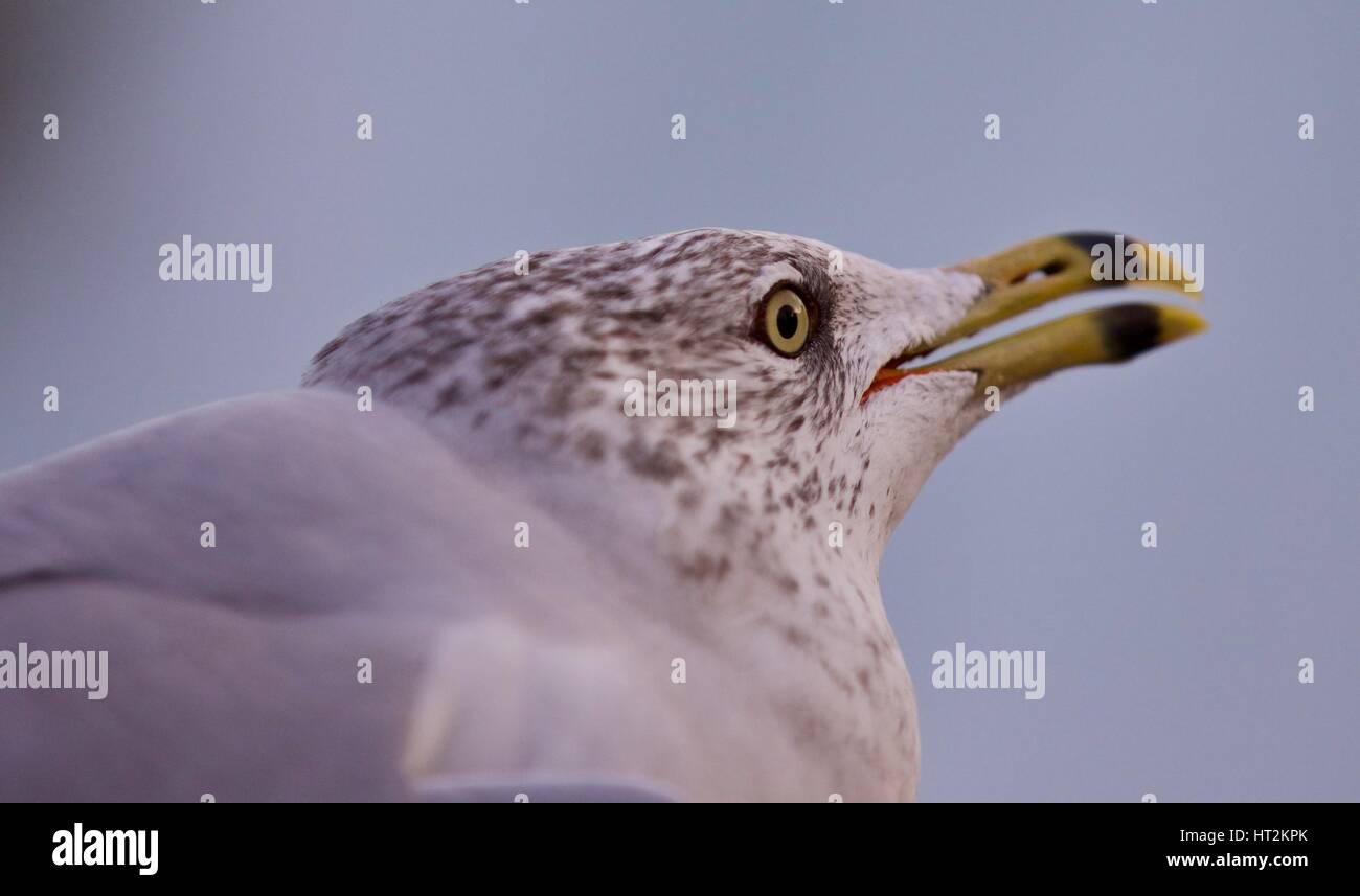 Amazing isolated photo of a cute gull Stock Photo - Alamy