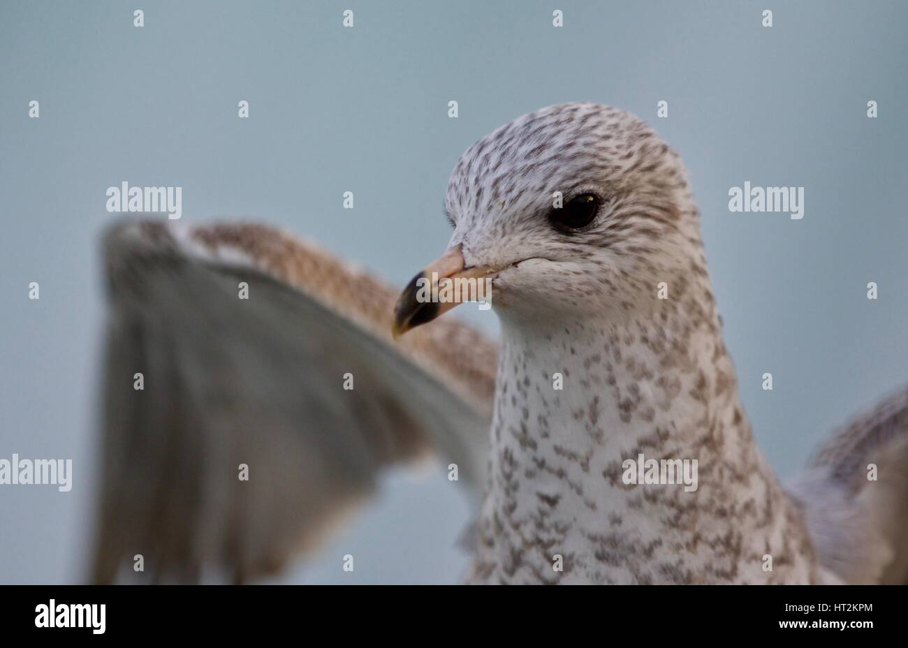 Amazing isolated photo of a cute gull Stock Photo - Alamy