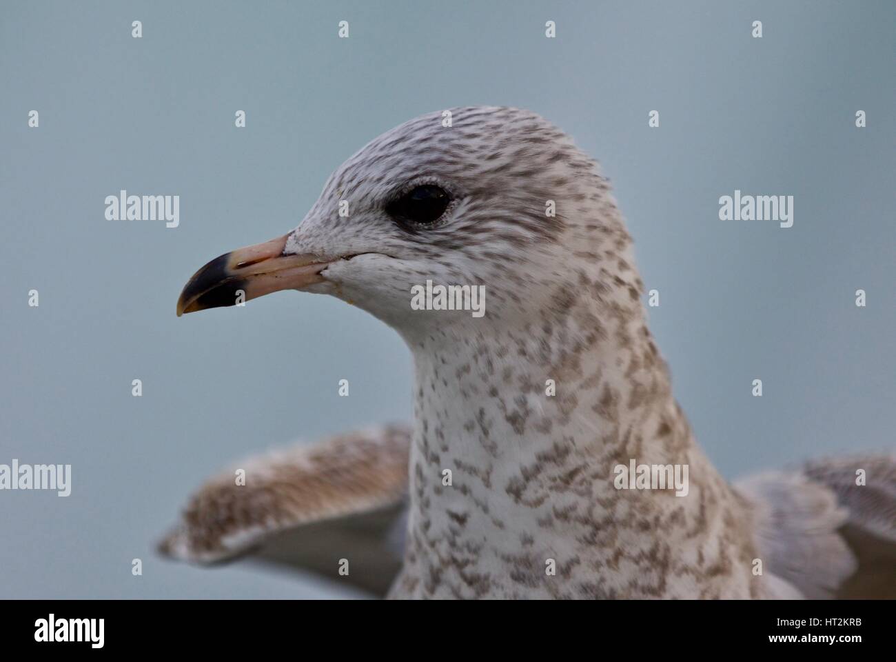 Amazing isolated photo of a cute gull Stock Photo - Alamy