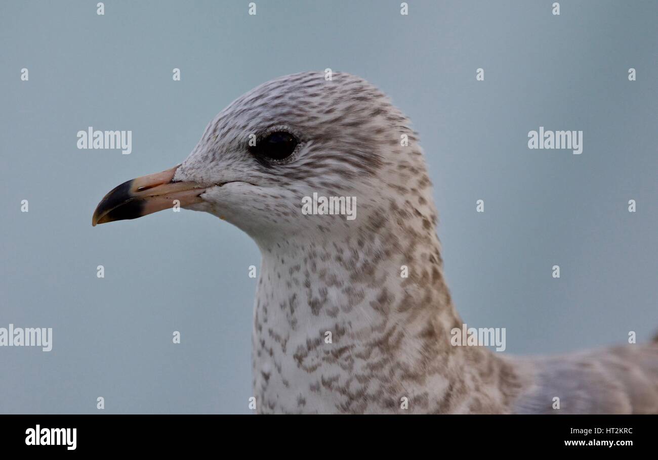 Amazing isolated photo of a cute gull Stock Photo - Alamy