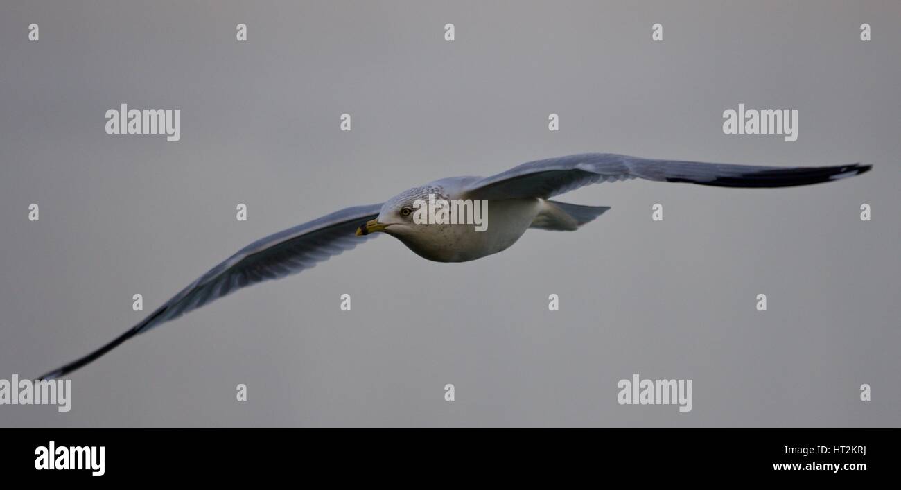 Beautiful photo of a flying gull Stock Photo - Alamy