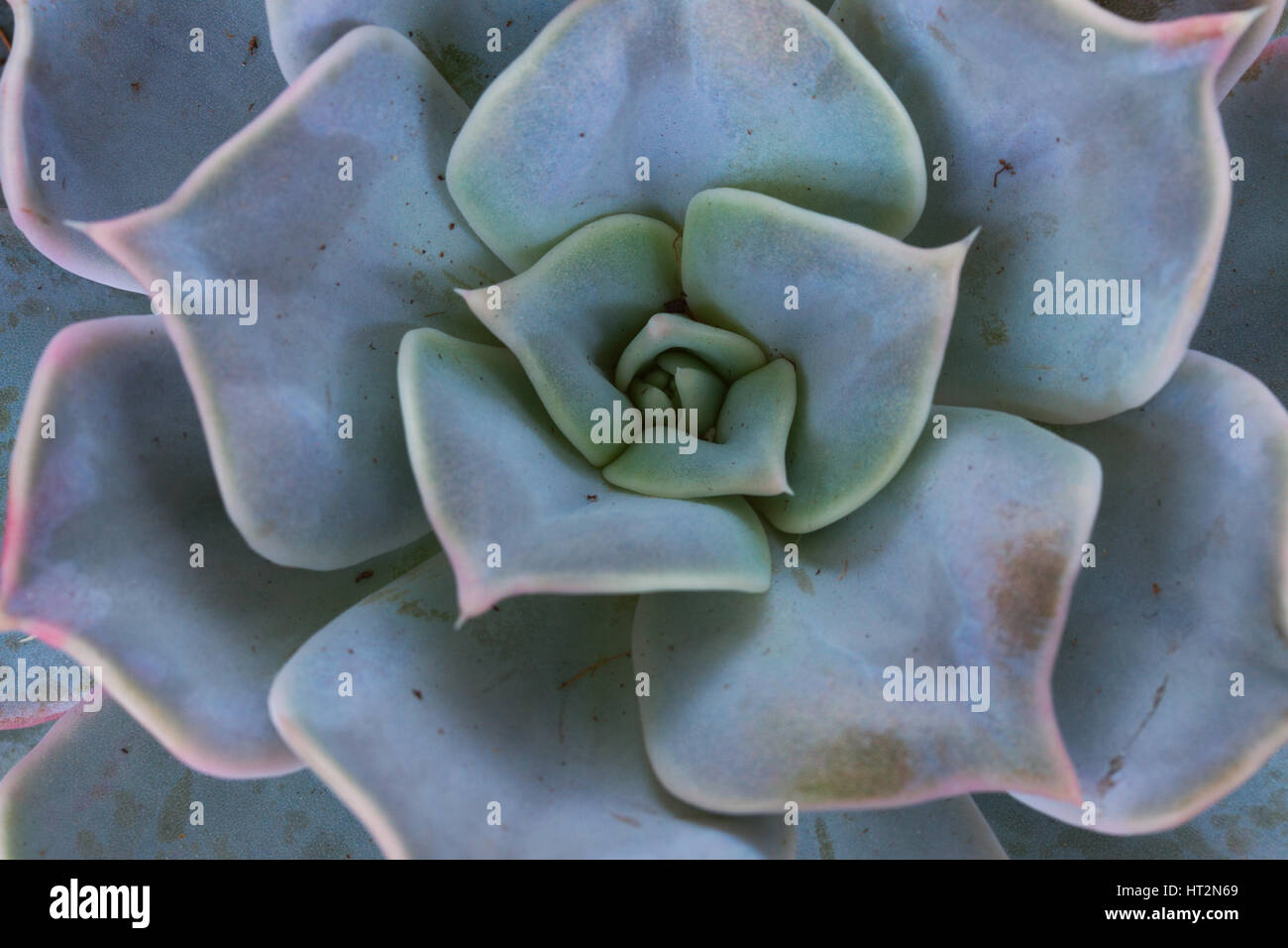One succulent green plant isolated on white background Stock Photo - Alamy