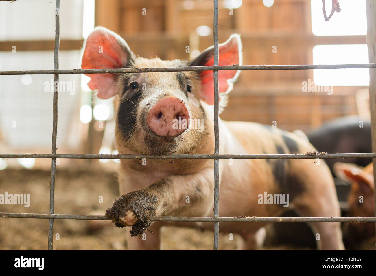 Table agriculture hi-res stock photography and images - Alamy