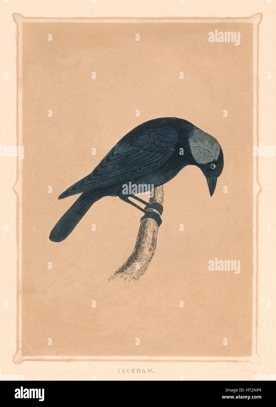 'Jackdaw', (Corvus monedula), c1850, (1856). Artist: Unknown Stock ...