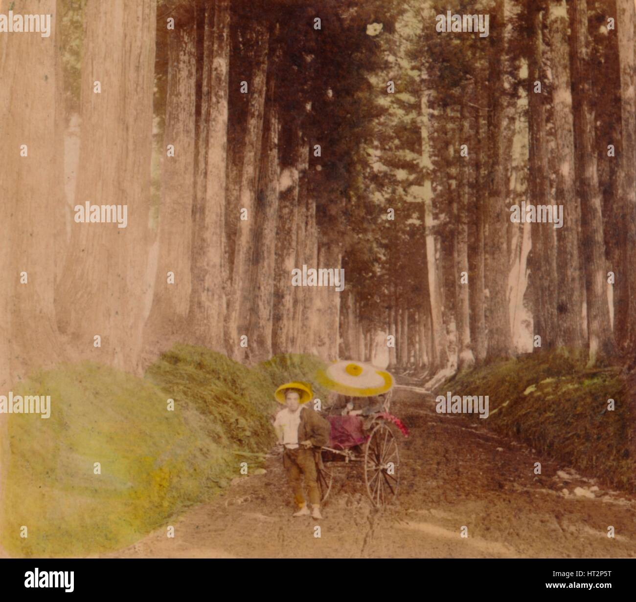 'Avenue of Cryptomerias, Nikko, Japan', 1896. Artist: Unknown Stock ...