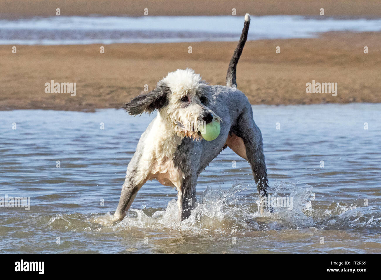 Formby, Merseyside. 6th Mar, 2017. UK Weather. Dogs day out. Good Old ...
