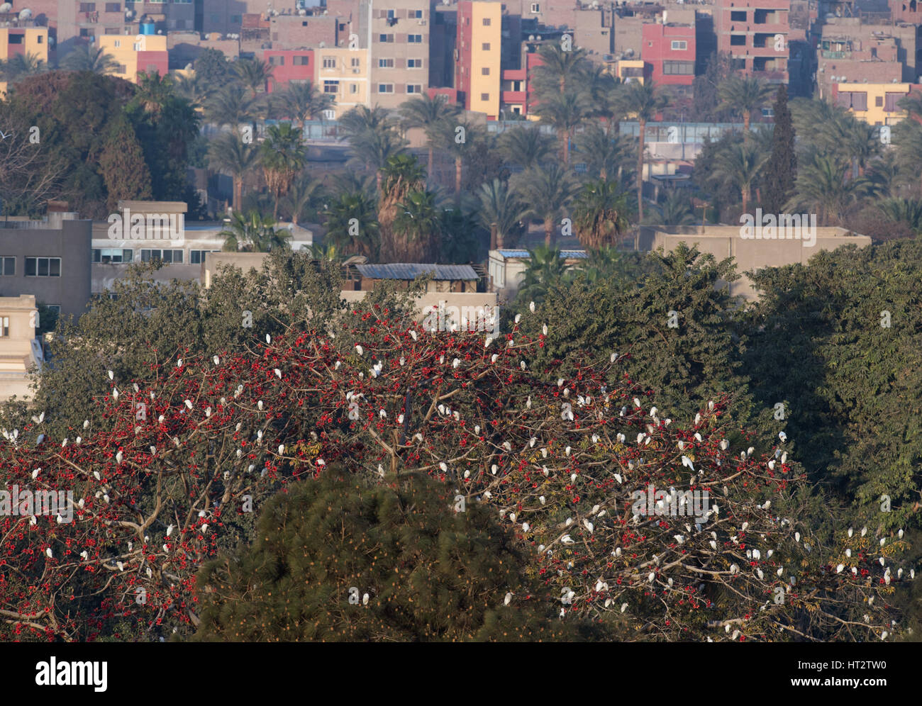 Trees in cairo hi-res stock photography and images - Alamy