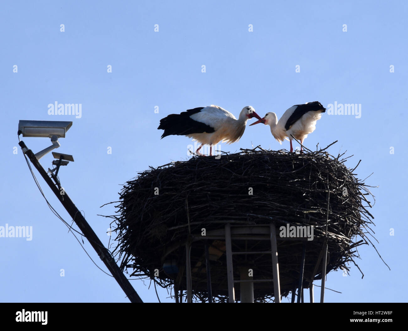 Thraena hi-res stock photography and images - Alamy