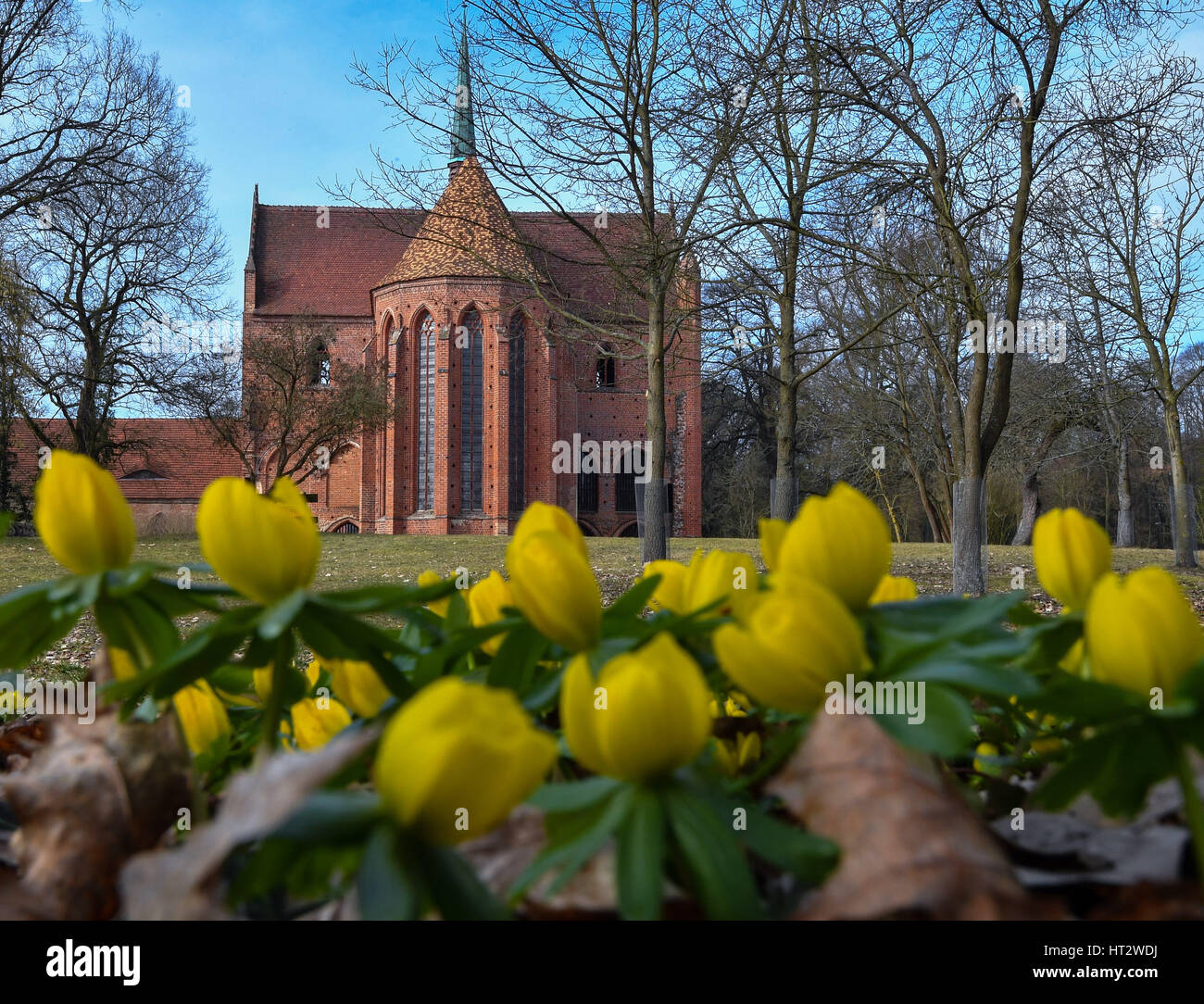 Chorin, Germany. 06th Mar, 2017. Flowering winter aconites in front of ...