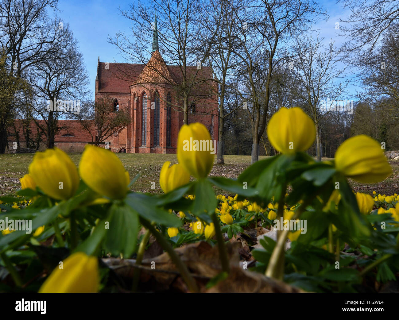 Chorin, Germany. 06th Mar, 2017. Flowering winter aconites in front of ...