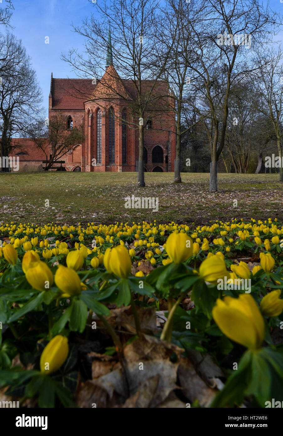 Chorin, Germany. 06th Mar, 2017. Flowering winter aconites in front of ...