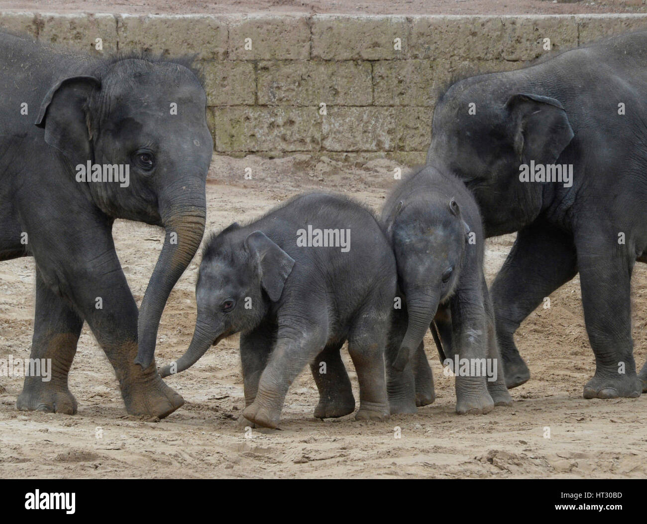 Young elephants play in an enclosure in the Experience Zoo in Hanover ...