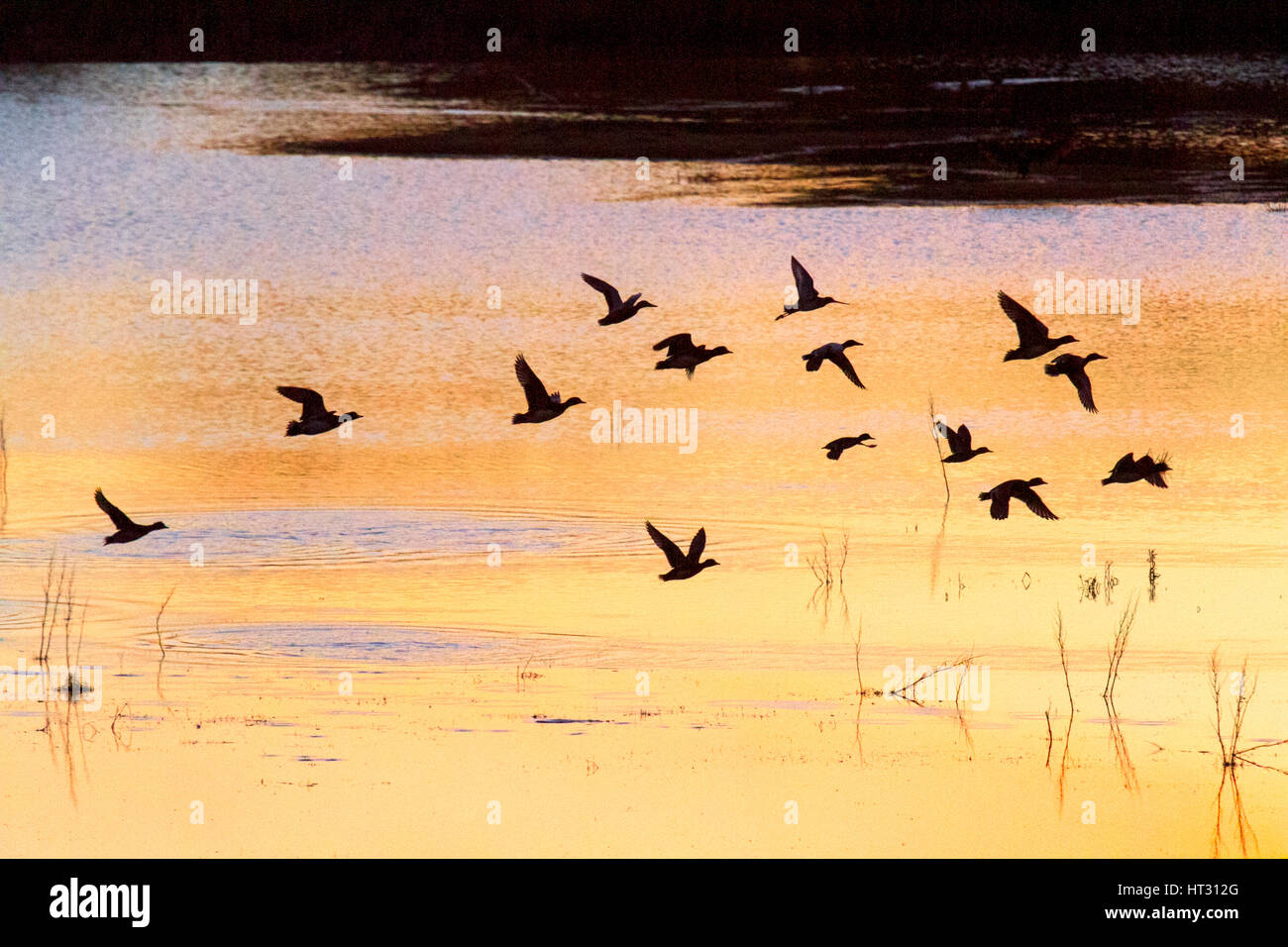 bird flying goose Canada goose waterfowl geese fowl wings wildfowl ...