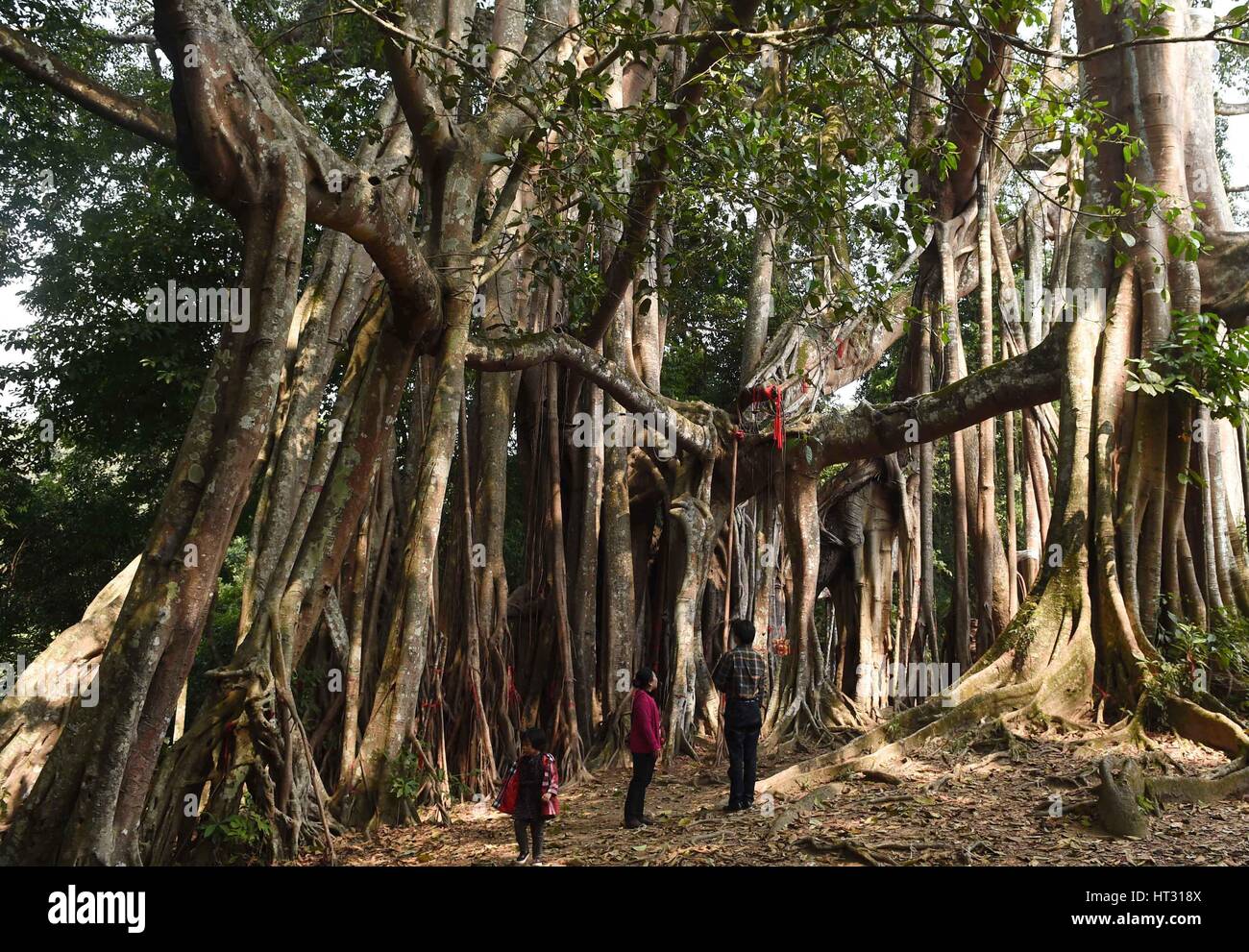Dehong, China's Yunnan Province. 4th Mar, 2017. Tourists view a huge ...