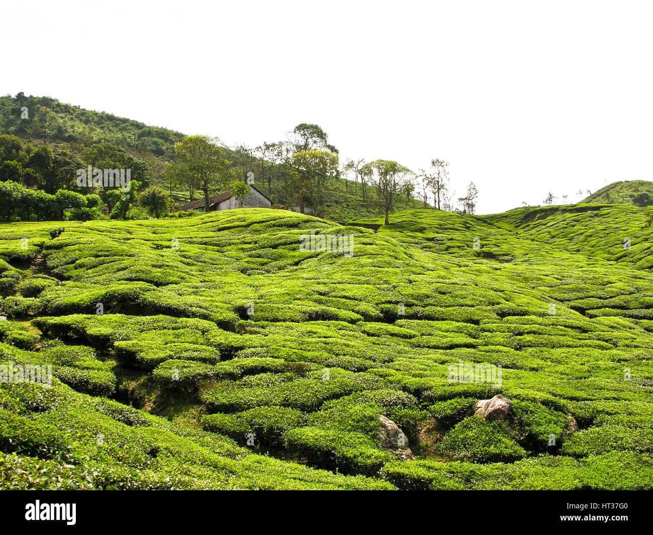 Tea Gardens at Ooty, India Stock Photo - Alamy