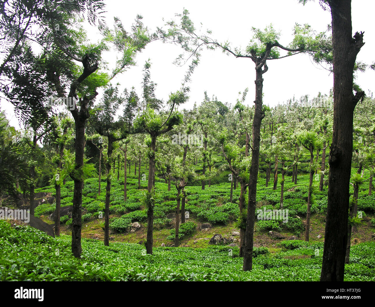 Tea Gardens at Ooty, India Stock Photo - Alamy