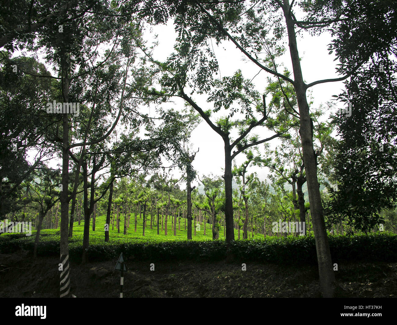 Tea Gardens at Ooty, India Stock Photo - Alamy