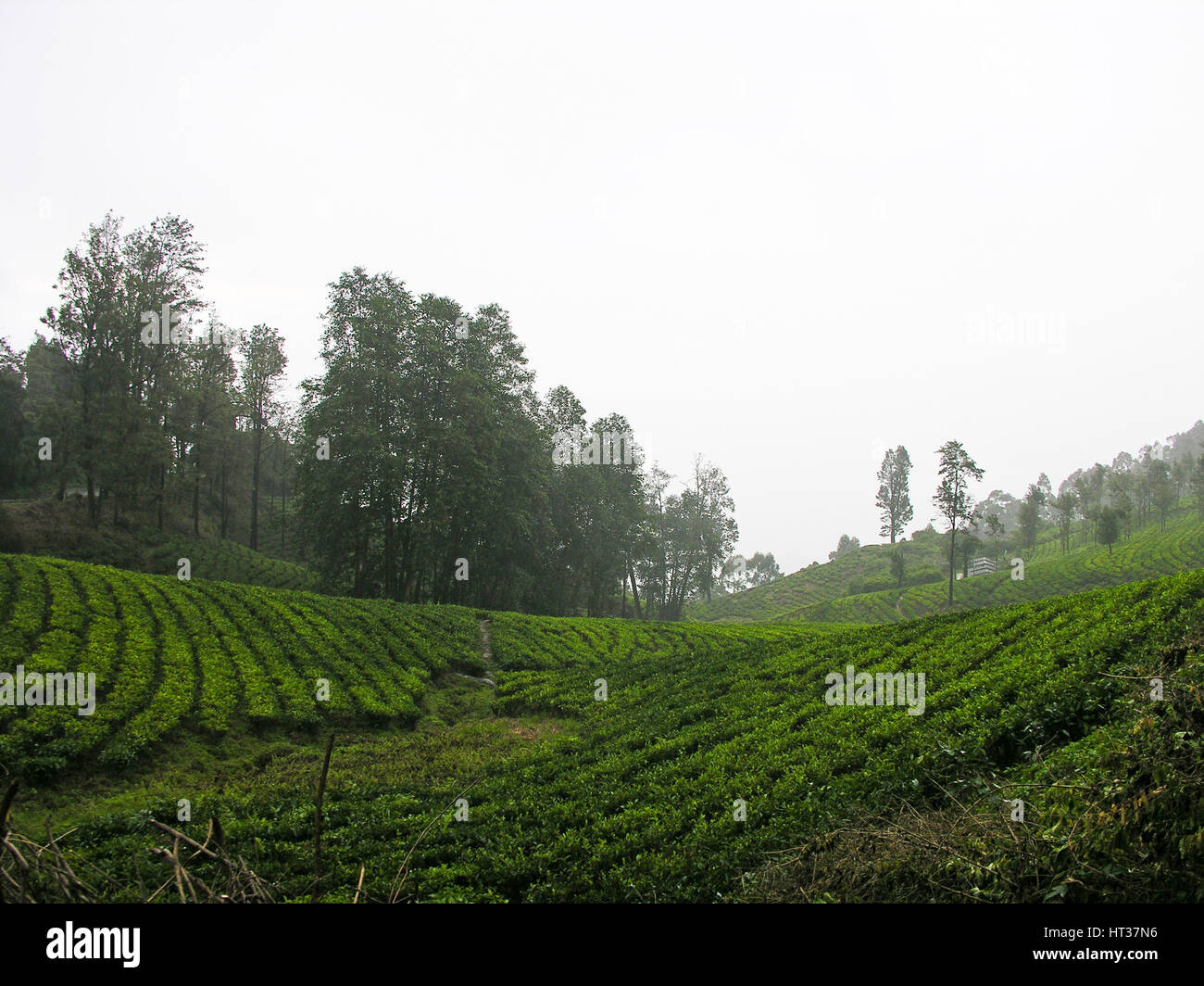 Tea Gardens at Ooty, India Stock Photo - Alamy