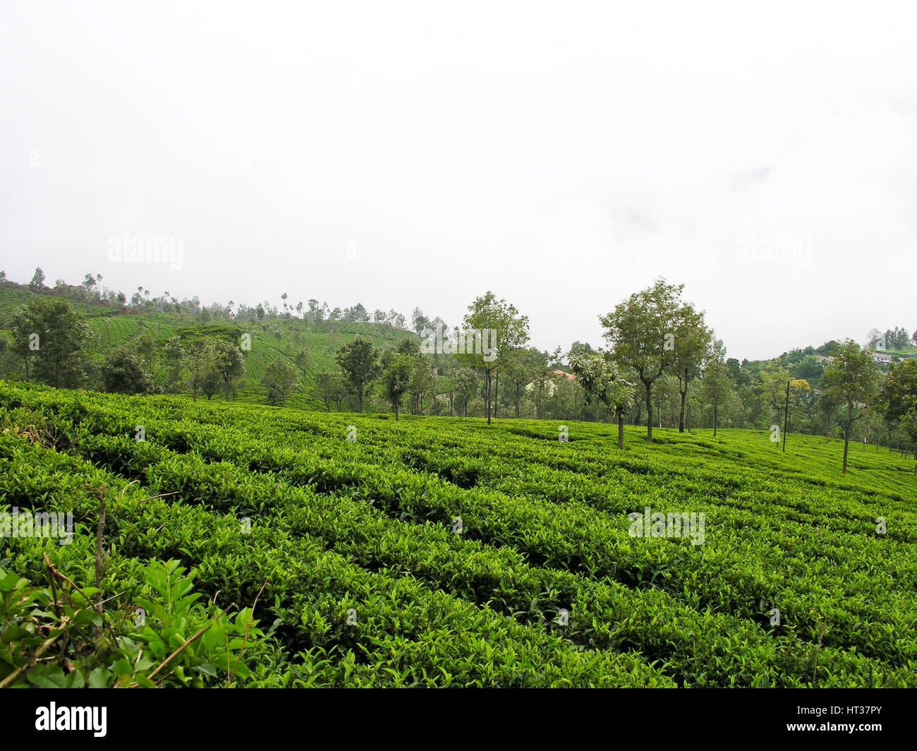 Tea Gardens at Ooty, India Stock Photo - Alamy
